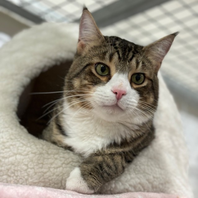 Snookz - Male Domestic Short Hair Cat in VIC - PetRescue