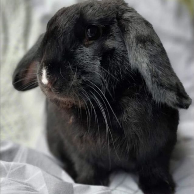 Kylo (Located in Altona Meadows) - Male Lop Eared Rabbit in VIC - PetRescue