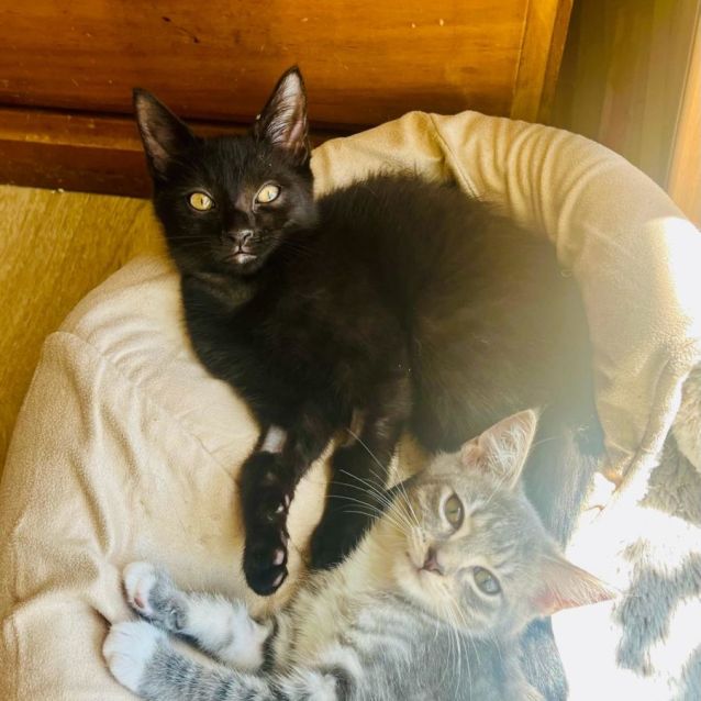 Starlord - Male Domestic Short Hair Cat in VIC - PetRescue