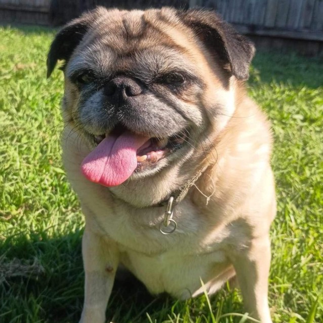 Toots - Small Female Pug Dog in QLD - PetRescue