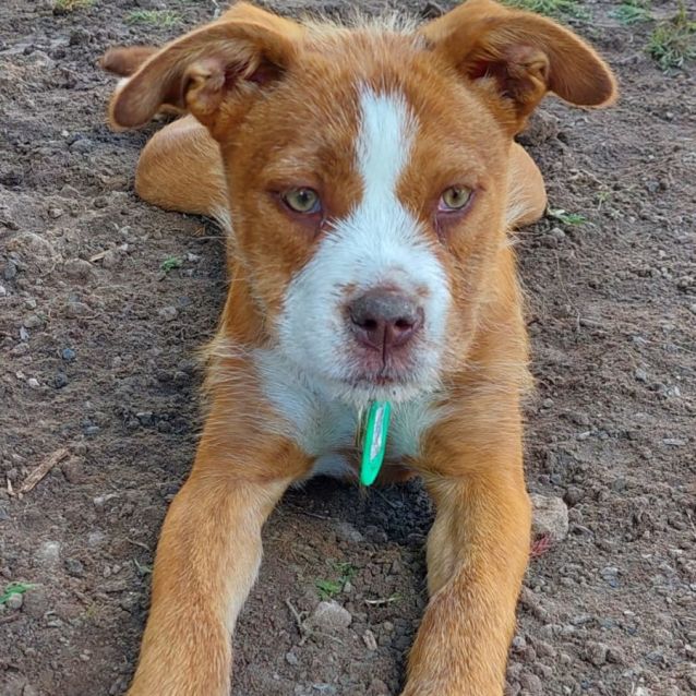 SleighRyde - Medium Female Irish Wolfhound x American Bulldog Mix Dog ...