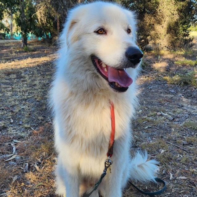 Casperino - Large Male Maremma Sheepdog Mix Dog in VIC - PetRescue