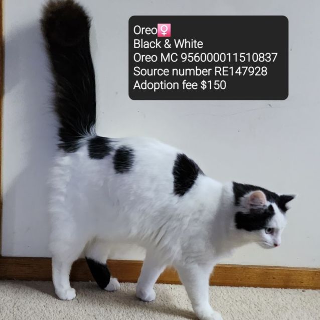 Oreo - Female Domestic Short Hair Cat in VIC - PetRescue