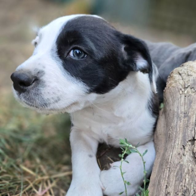 Ashton - Medium Female English Springer Spaniel Mix Dog in VIC - PetRescue