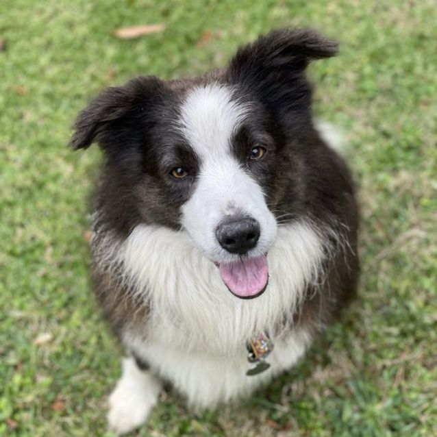 Spooky - Medium Male Border Collie Dog in VIC - PetRescue