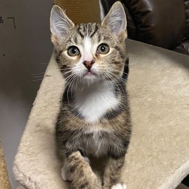 Augie - Male Domestic Short Hair Cat in VIC - PetRescue