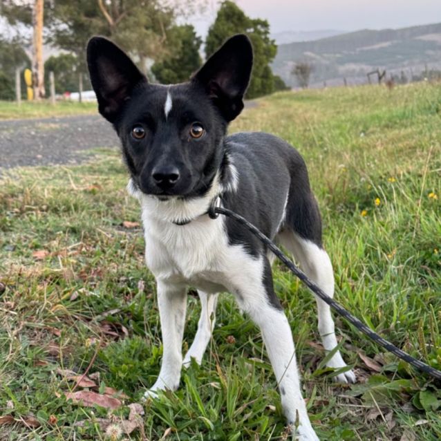 Canada Goose - Small Male Corgi Mix Dog in VIC - PetRescue