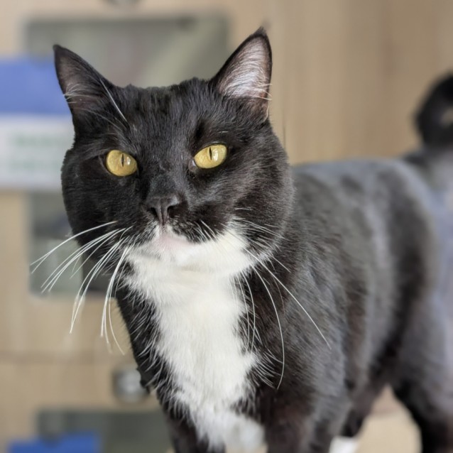 🎈 Franklin 5629 🎈 - Male Domestic Short Hair (DSH) Cat in VIC - PetRescue