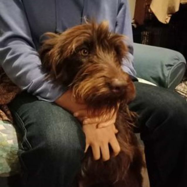 Kaylee - Medium Female German Wirehaired Pointer Mix Dog in VIC - PetRescue