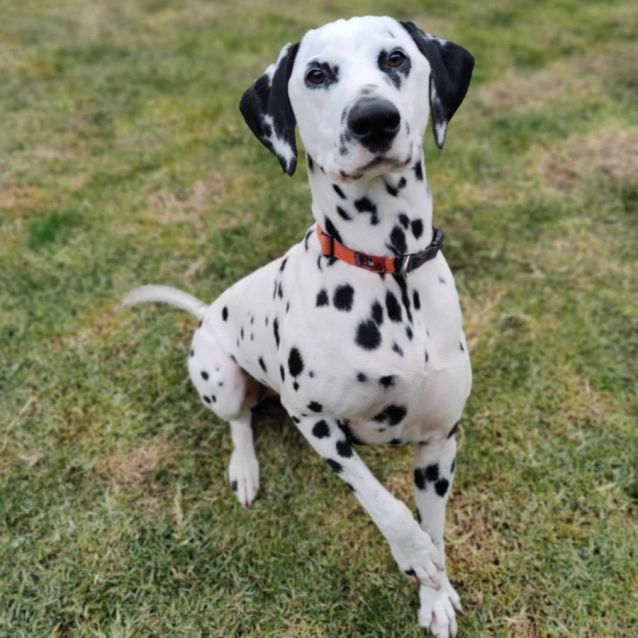 Kenickie - Large Male Dalmatian Dog in VIC - PetRescue