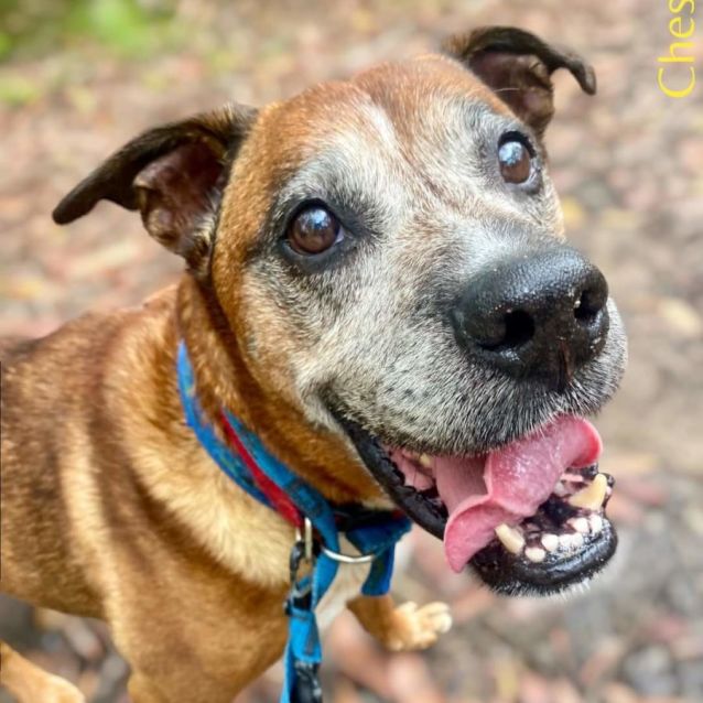 Chester - Medium Male Boxer x Ridgeback Dog in NSW - PetRescue