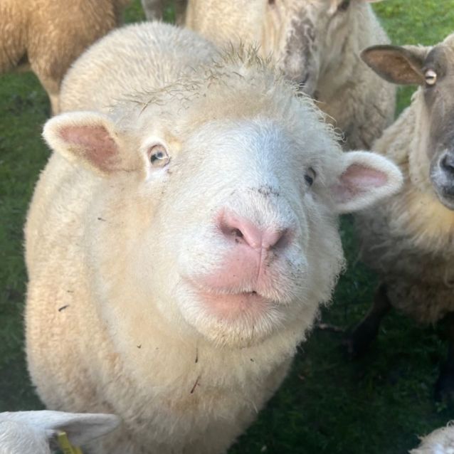 Bounce & Marbles - Female Sheep in VIC - PetRescue