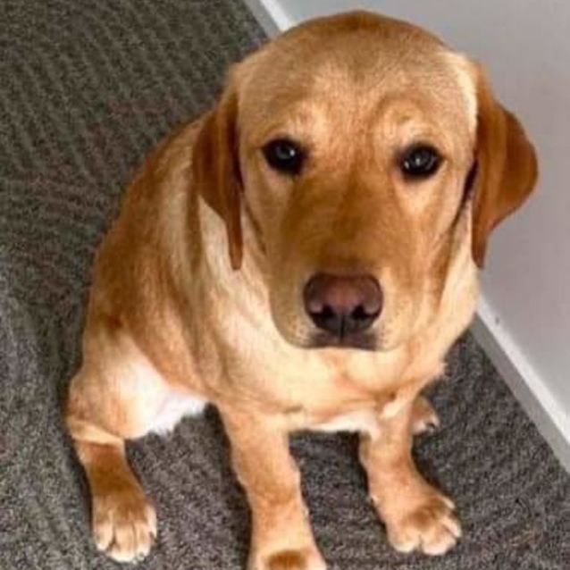 Pyrite - Medium Male Labrador Dog in VIC - PetRescue