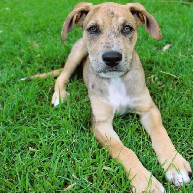 Dante - Large Male Catahoula x Bull Arab x Kelpie x Staffy Mix Dog in ...