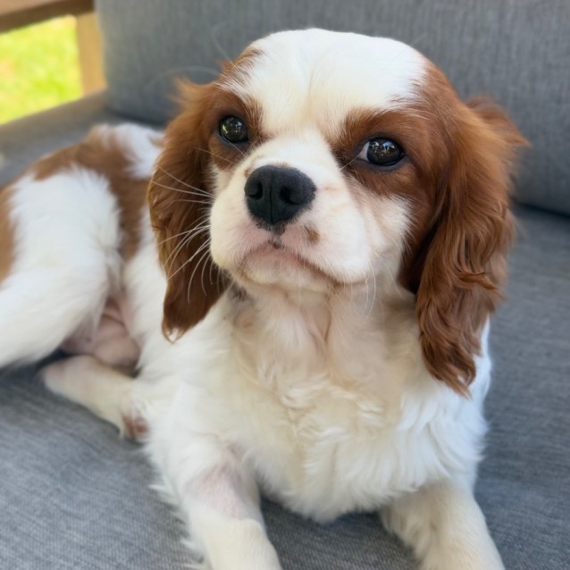 Lewi - Small Male Cavalier King Charles Spaniel Dog in VIC - PetRescue