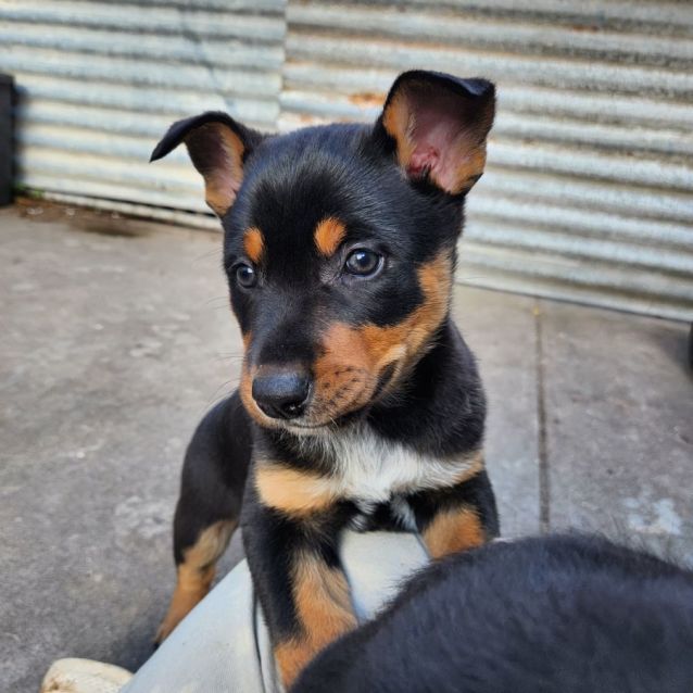 Malik (The Wombat) - Small Male Cattle Dog Mix Dog in VIC - PetRescue