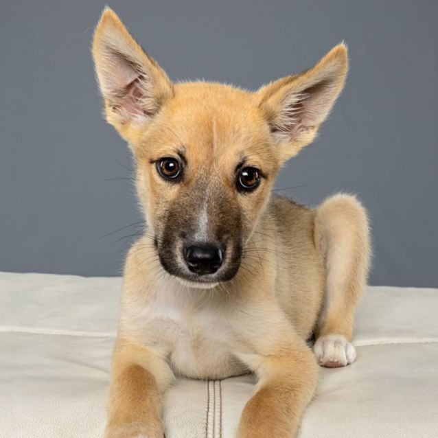 Autumn - Medium Female Mixed Breed Dog in NSW - PetRescue