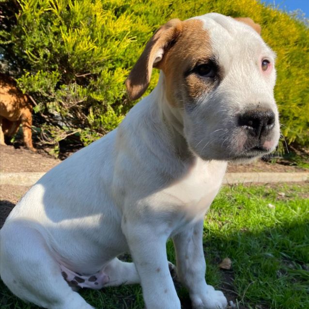 Souffle - Large Male American Bulldog x Wolfhound Mix Dog in VIC ...