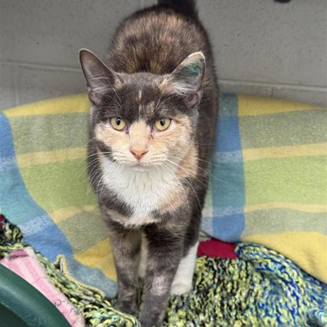 Masket - Female Domestic Short Hair (DSH) Cat in VIC - PetRescue