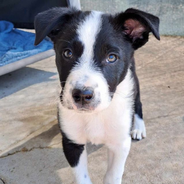 Felix - Medium Male Border Collie x Blue Heeler Mix Dog in VIC - PetRescue