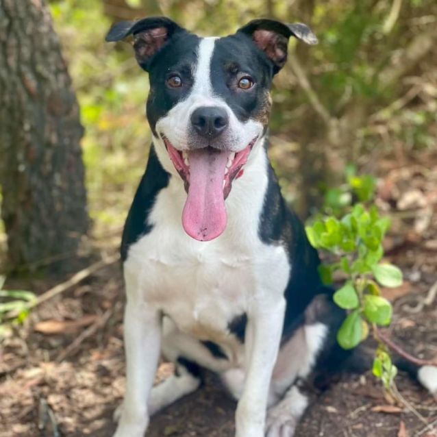 Clancy - Medium Male Border Collie Mix Dog in NSW - PetRescue
