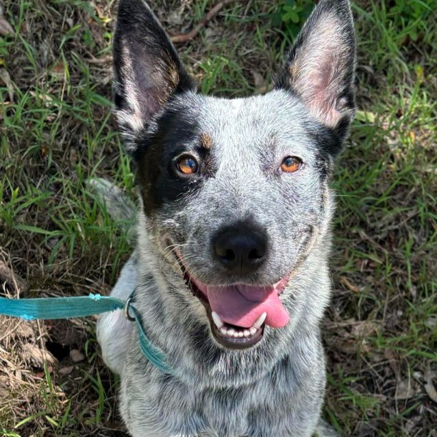 Riley - Medium Male Australian Cattle Dog Dog in NSW - PetRescue