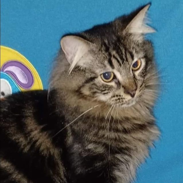 Aspin - Male Domestic Medium Hair Cat in NSW - PetRescue