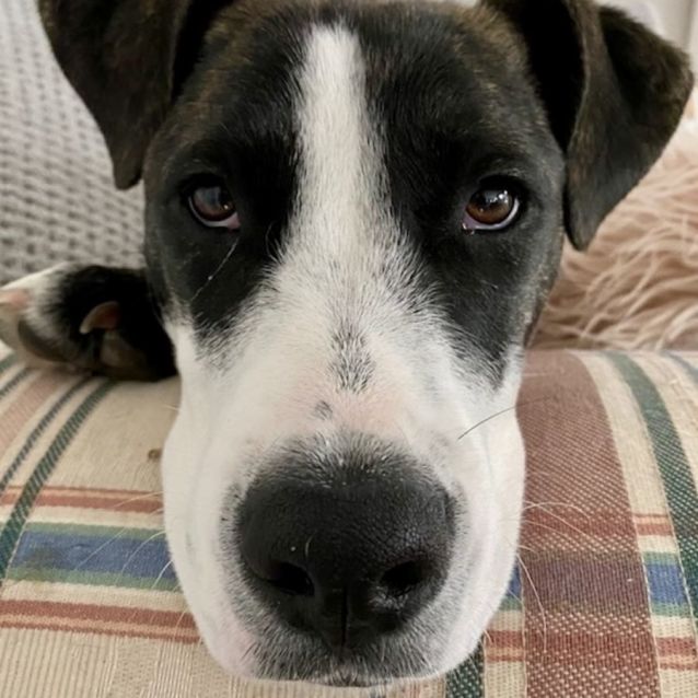 Biscotti - Large Male Bull Arab x Great Dane Mix Dog in VIC - PetRescue