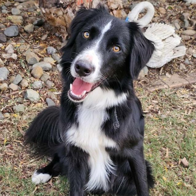 Sam - Medium Male Border Collie Dog in QLD - PetRescue