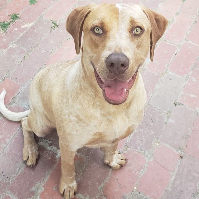 Ellie - Large Female Catahoula x Ridgeback Mix Dog in VIC - PetRescue