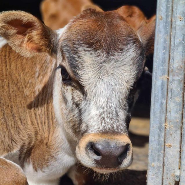 Butterscotch & Toffee - Female Cow in VIC - PetRescue