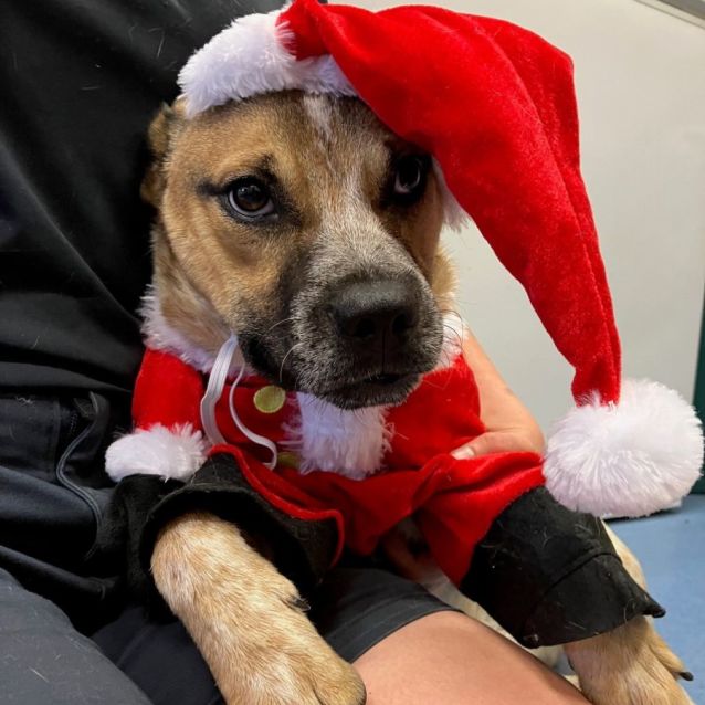 Gavin - Small Male Australian Cattle Dog Mix Dog in NSW - PetRescue