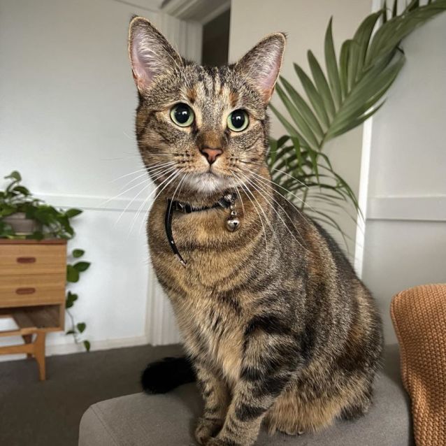 Tigi - Female Domestic Short Hair Cat in VIC - PetRescue