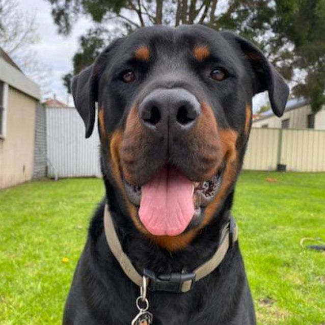 Chico ** Love Bug Rottweiler ** - Large Male Rottweiler Dog in NSW ...