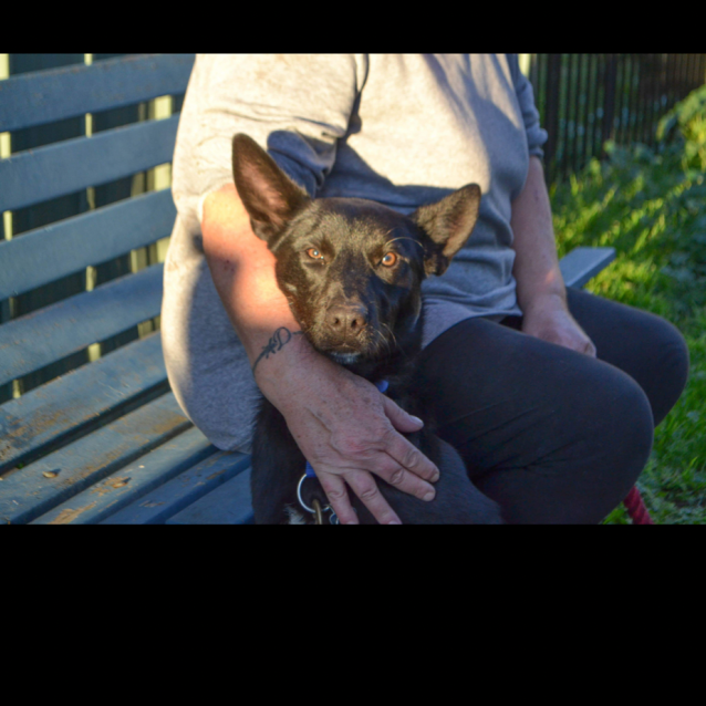 Coba - Medium Male Kelpie Dog in VIC - PetRescue