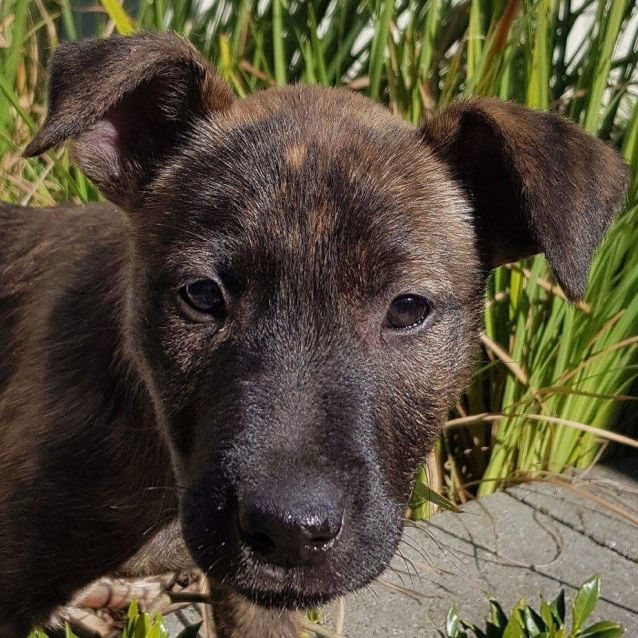 Gypsy - Medium Female Boxer x Bull Terrier x German Shepherd Mix Dog in ...