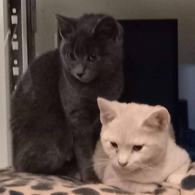 Bernice - Female Russian Blue Mix Cat in QLD - PetRescue