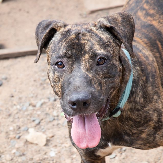 Neo4 - Medium Male Staffy x Ridgeback Mix Dog in NSW - PetRescue