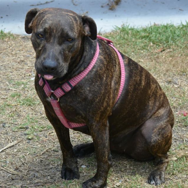 Kahlua - Medium Female Staffordshire Bull Terrier Mix Dog in QLD ...