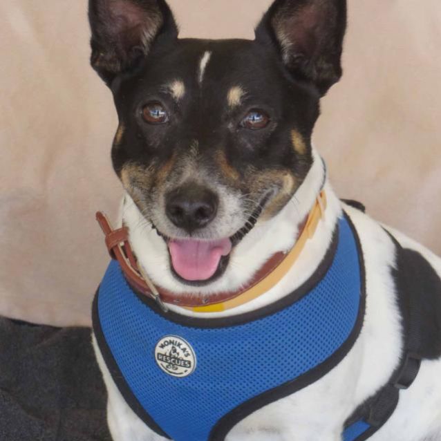 Pablo - Small Male Fox Terrier x Welsh Corgi Mix Dog in NSW - PetRescue