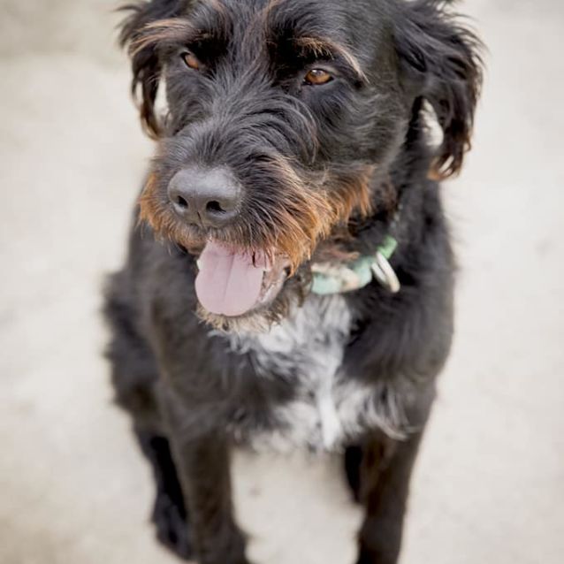 Bronson - Large Male German Wirehaired Pointer Mix Dog in QLD - PetRescue