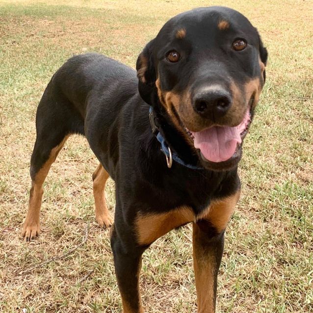 Ella! *On Trial In Her New Home* - Medium Female Rottweiler x Labrador ...