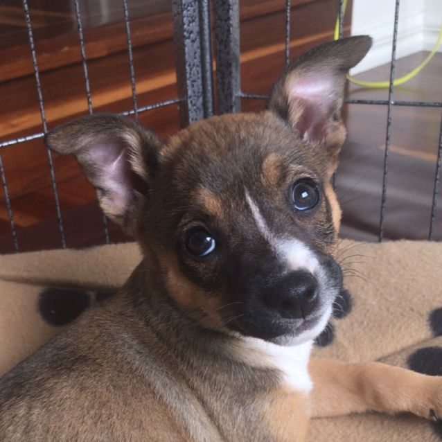 Cupid - Medium Female Staffy x Red Heeler Mix Dog in VIC - PetRescue