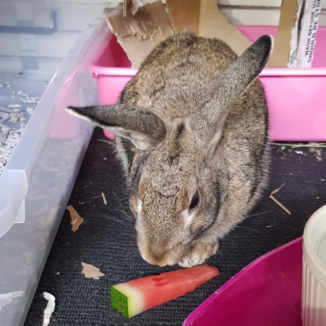 Nala - Female Flemish Giant Mix Rabbit in VIC - PetRescue