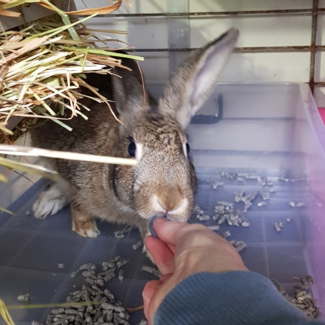 Nala - Female Flemish Giant Mix Rabbit in VIC - PetRescue