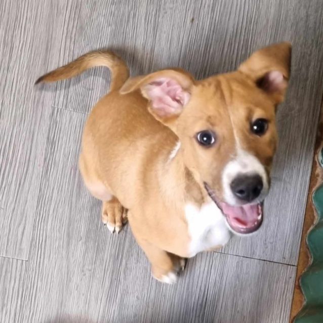 Astro - Medium Male Border Collie Mix Dog in NSW - PetRescue