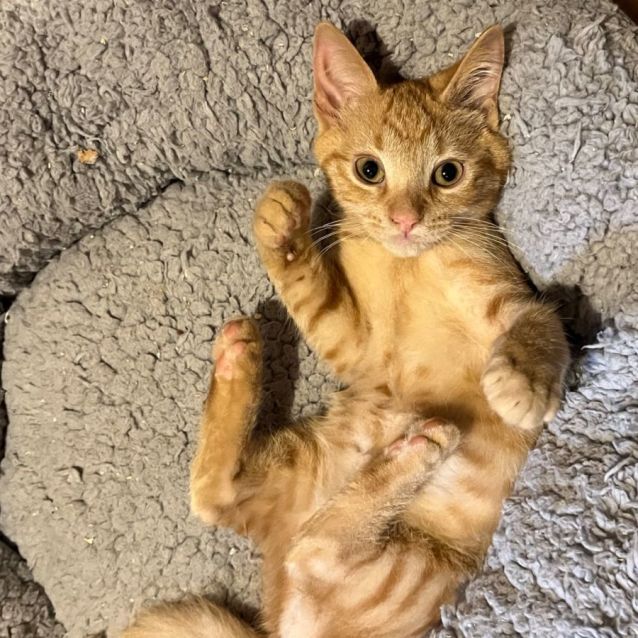 Hashbrown **2nd Chance Cat Rescue** - Male Domestic Short Hair Cat in ...