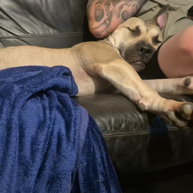 Cannon - Large Male Mastiff Mix Dog in VIC - PetRescue