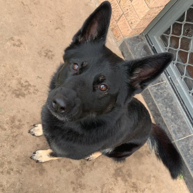Kimba - Large Female German Shepherd Dog in NSW - PetRescue