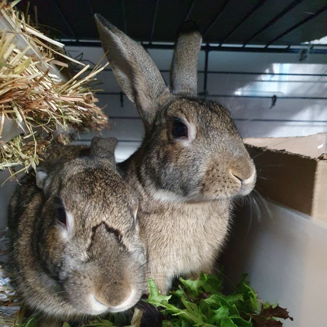 Din Din & Nala - Male Flemish Giant Mix Rabbit in VIC - PetRescue